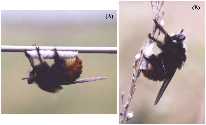 Moscardón cazador de abejas: La amenaza para la apicultura que aparece ...